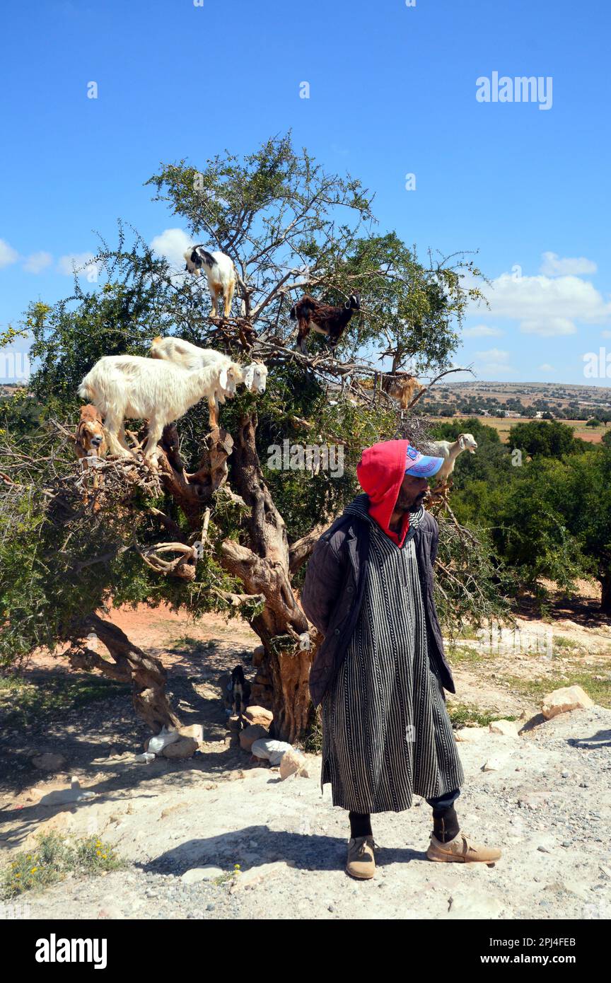 Morocco: tree-climbing goats on the road to Essaouira. The goats climb ...