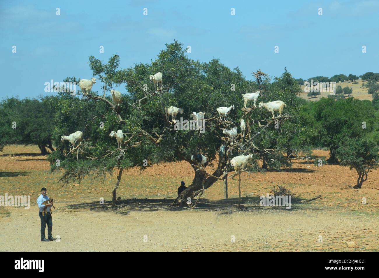 Morocco: tree-climbing goats on the road to Essaouira. The goats climb ...
