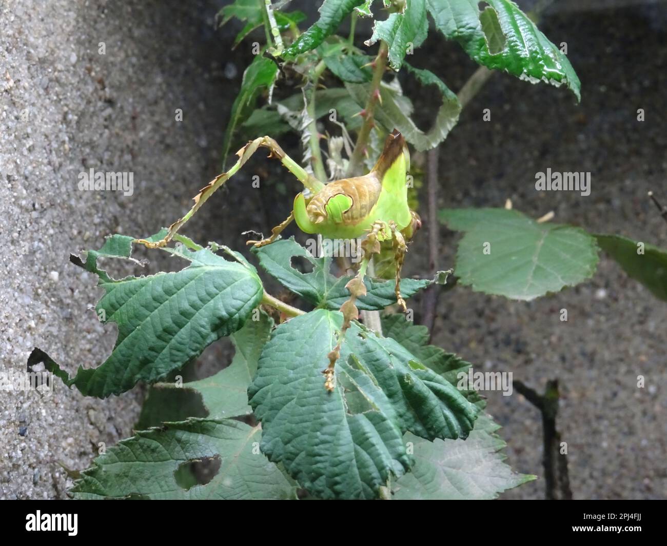 Germany, Saxony, Leipzig Zoological Gardens: stick insect in the ...