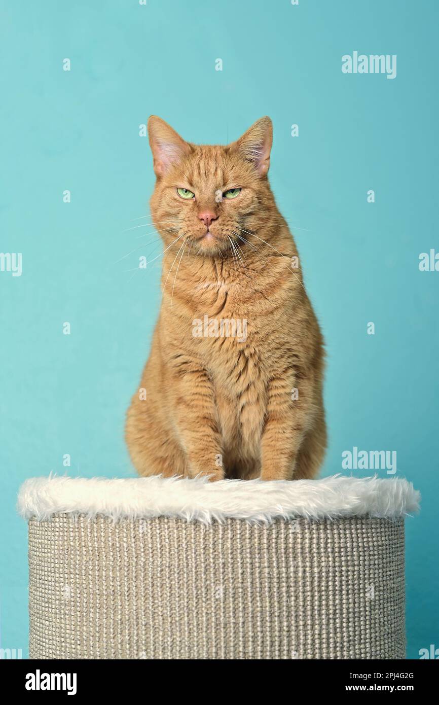 Funny red cat sitting on the scratching post .with grumpy expression ...