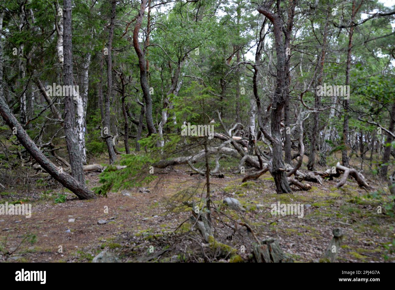 Sweden, Öland Island: the "enchanted forest", a confusion of wind ...