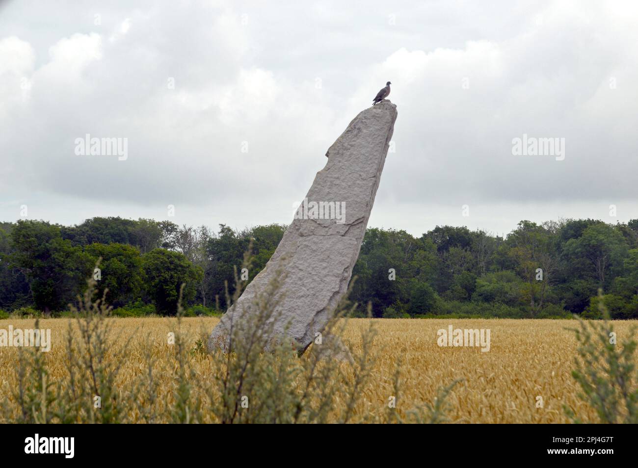 Sweden, Öland Island: a woodpigeon surveys the fields from his perch on ...