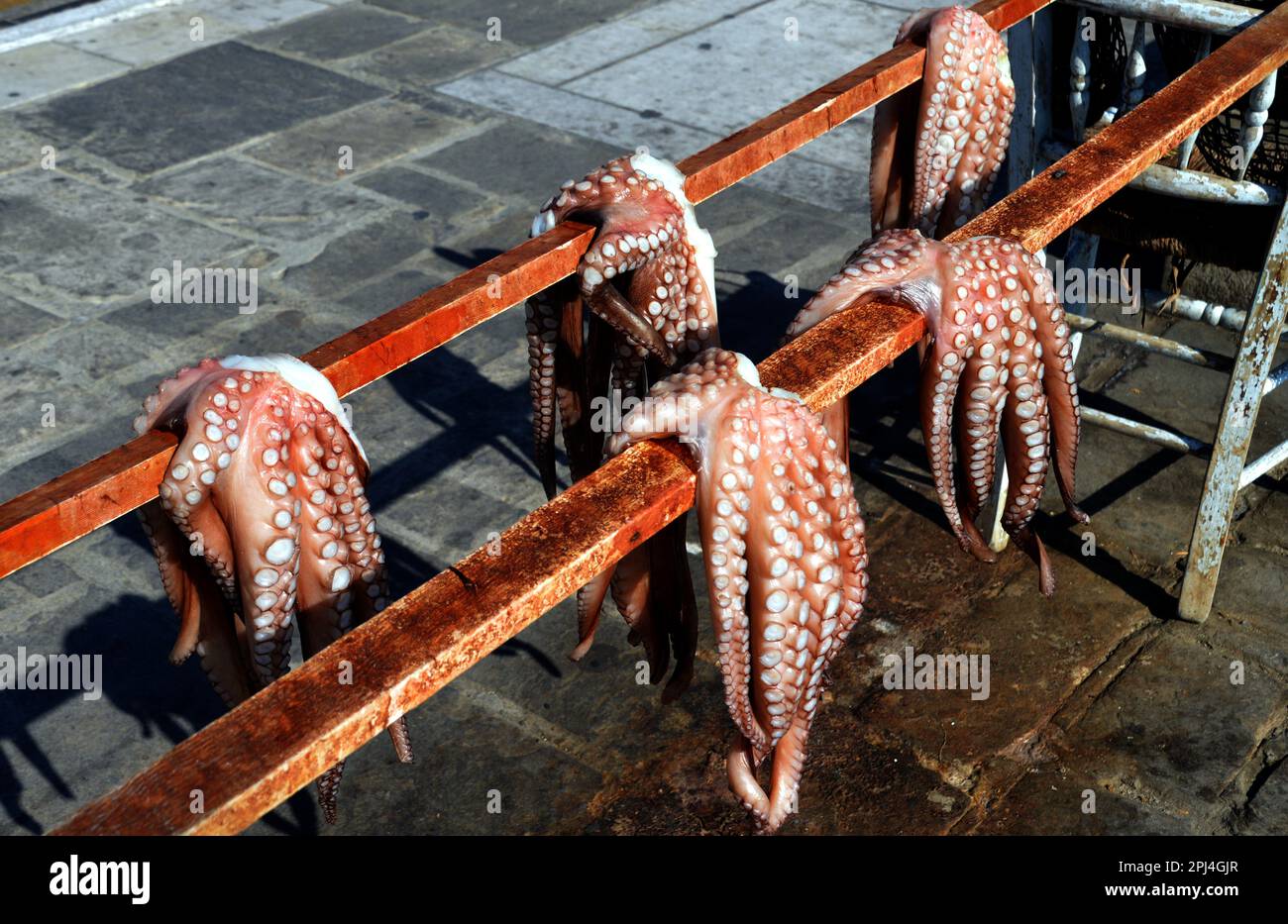 Greece, Island of Naxos: octopodes drying in the sun in Naxos port ...