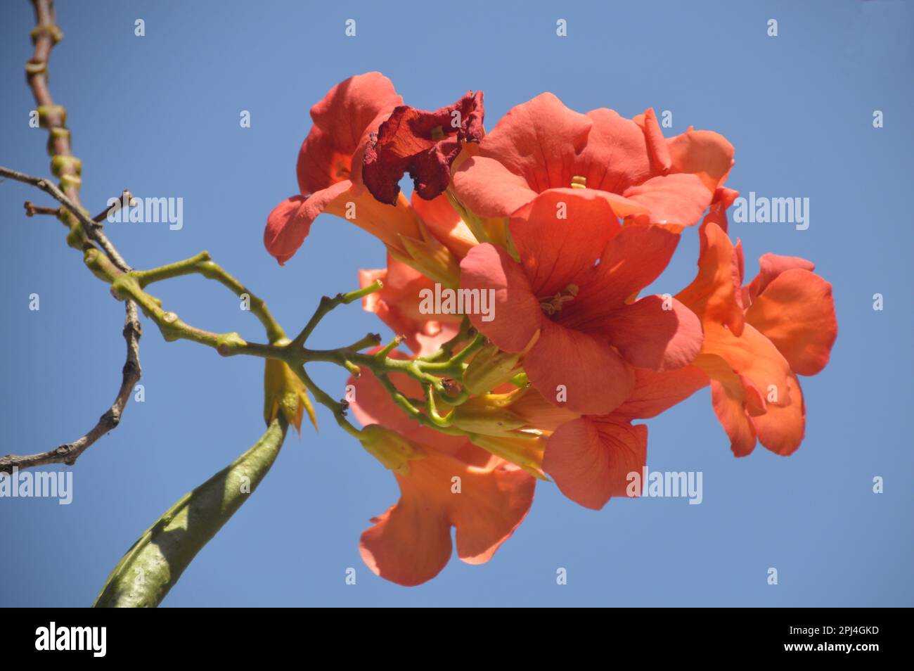 Greece, Island of Paros. Parikia: colourful flowers of a garden shrub ...