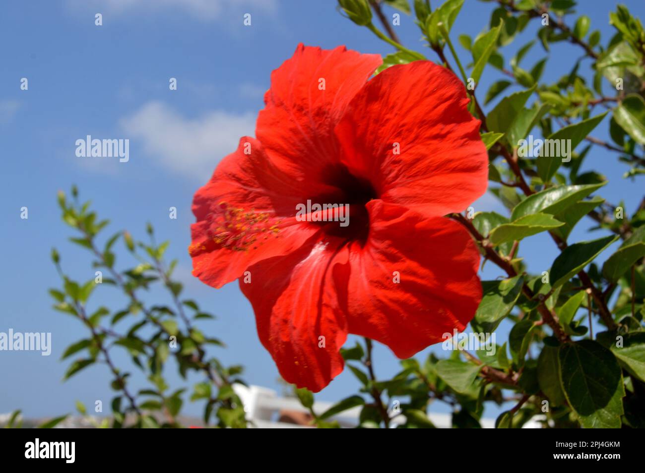 Greece, Island of Paros. Parikia: red hibiscus flower Stock Photo - Alamy