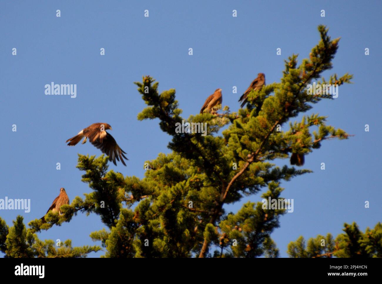 Chile. Puerto Varas: 5 Chimango Caracara falcons (Milvago chimango) in ...