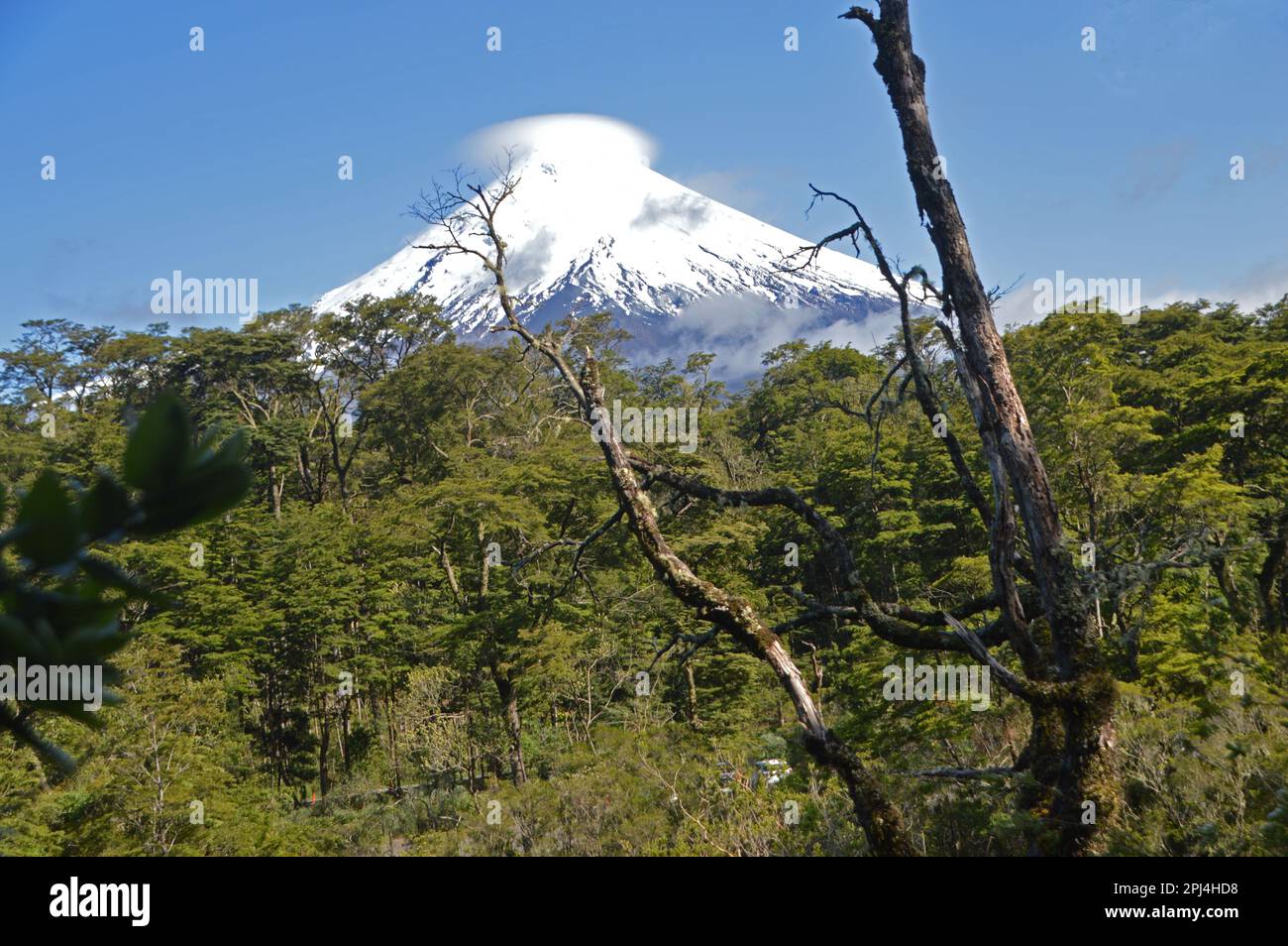 Valdivian temperate rainforest hi-res stock photography and images - Alamy