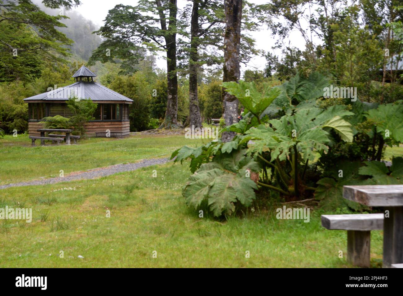 Chile. Chaiten: the enormous leaves of the Nalca or Giant Rhubarb ...