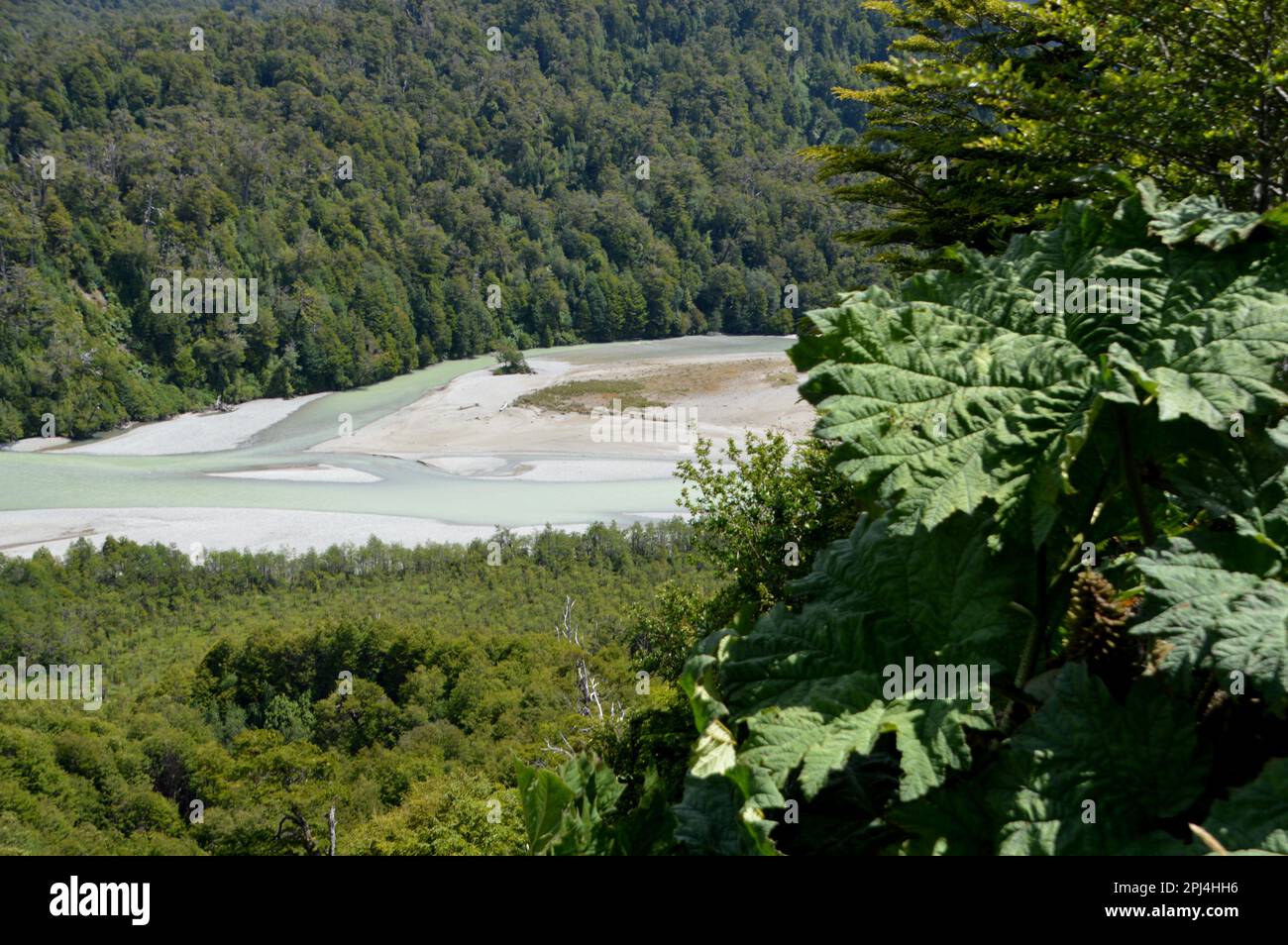 Chile, Patagonia: view of the Rio Murta valley, densely covered with ...