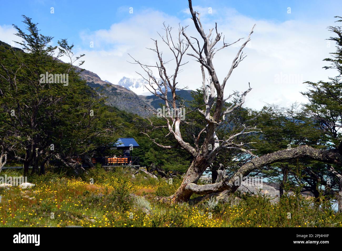 Argentina, Los Glaciares National Park: skeletal tree in a meadow at ...