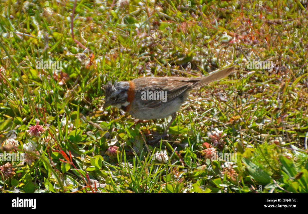 Argentina, Los Glaciares National Park: Rufous-collared Sparrow/Chincol ...