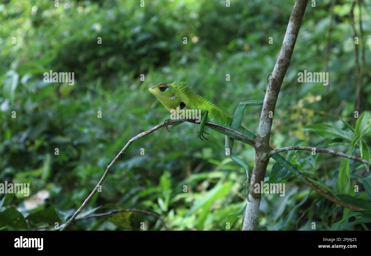 A common green forest lizard (Calotes Calotes) on top of a small tree ...