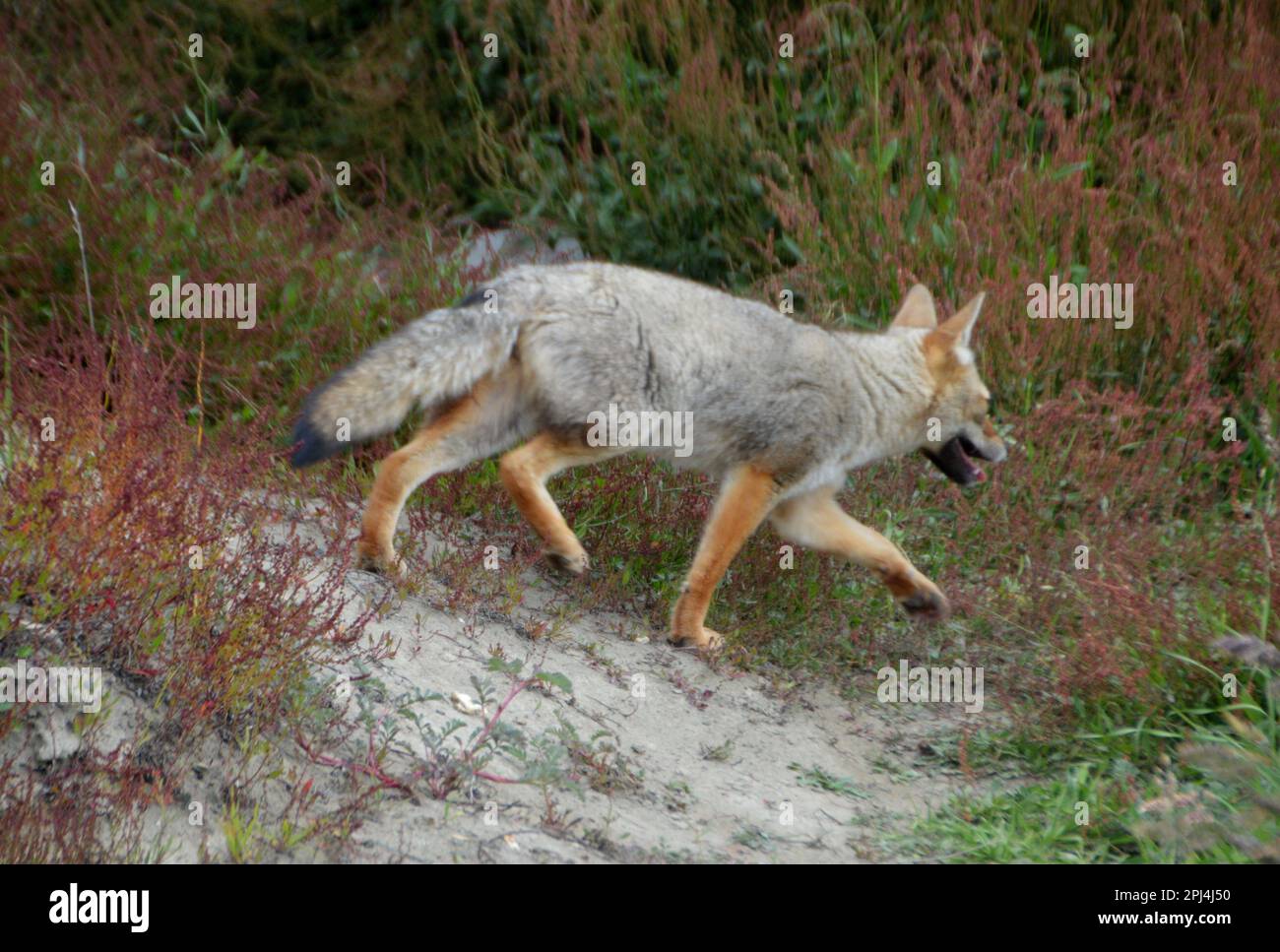 Zorro gris hi-res stock photography and images - Alamy