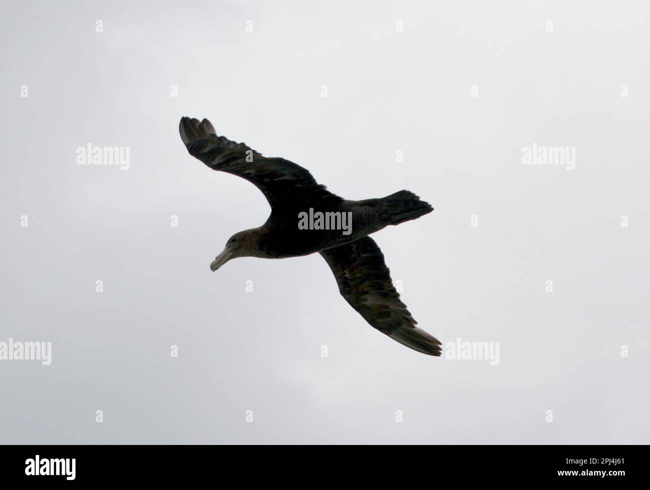Argentina, Tierra del Fuego, Ushuaia: Southern Giant Petrel or Giant ...