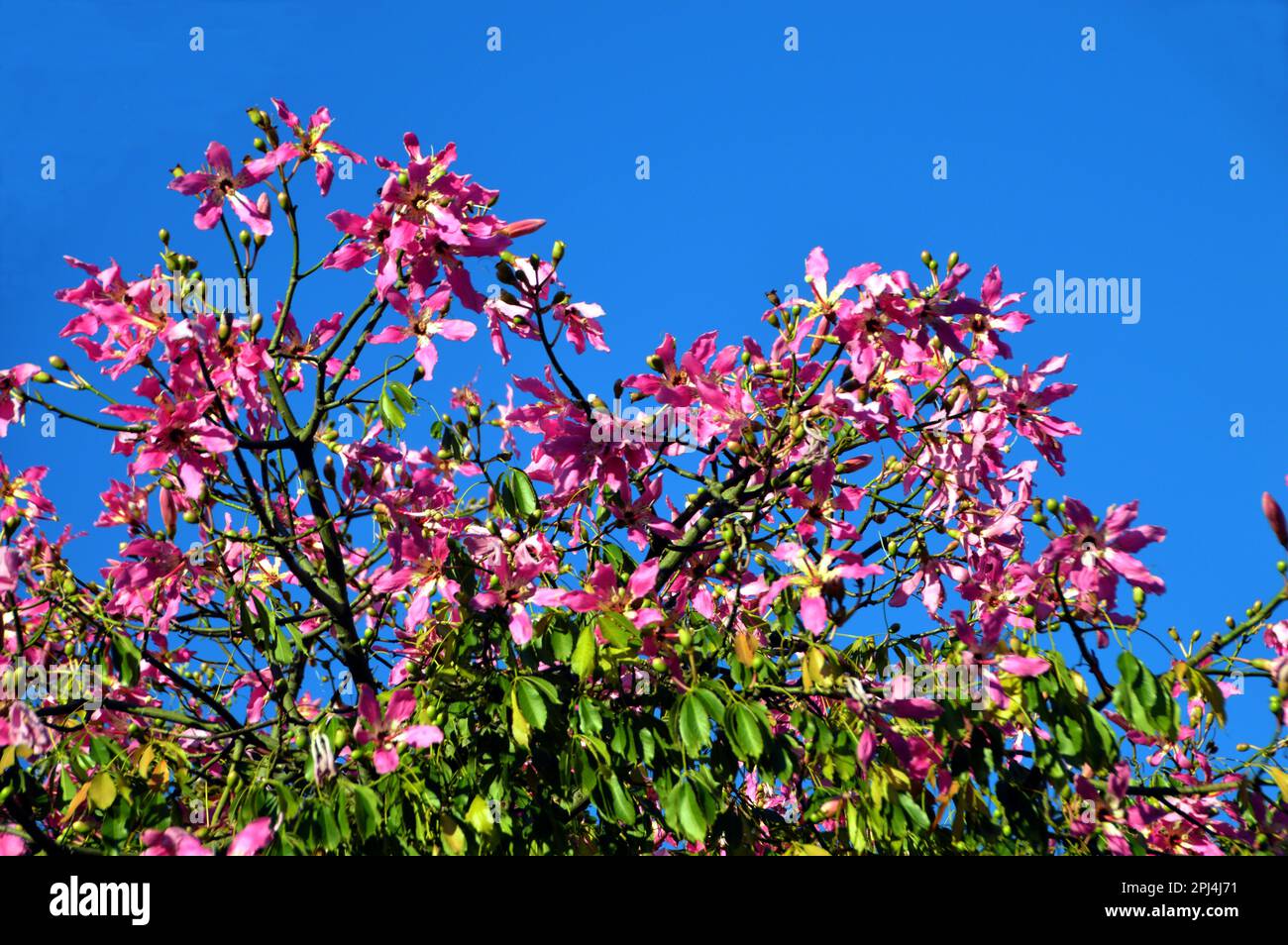 Lapacho tree hi-res stock photography and images - Alamy