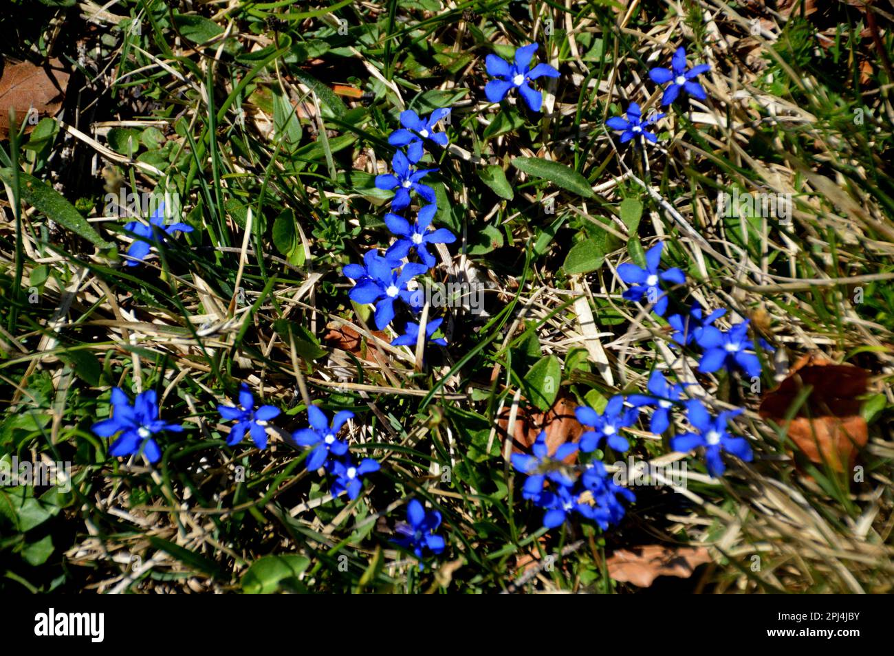 Flowers of the Spring Gentian (Gentiana verna) on Mount Kranzberg Stock ...