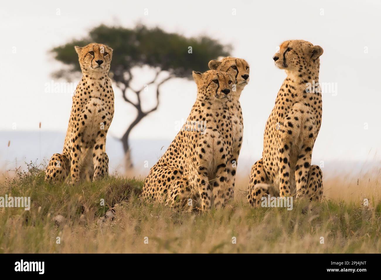 YOU COULD be forgiven for thinking this looks like a cheetah with one ...