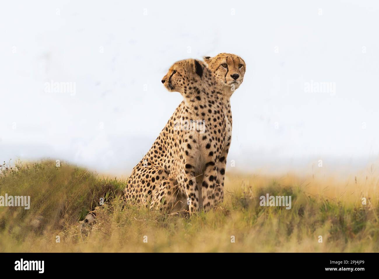 Two Headed Cheetah