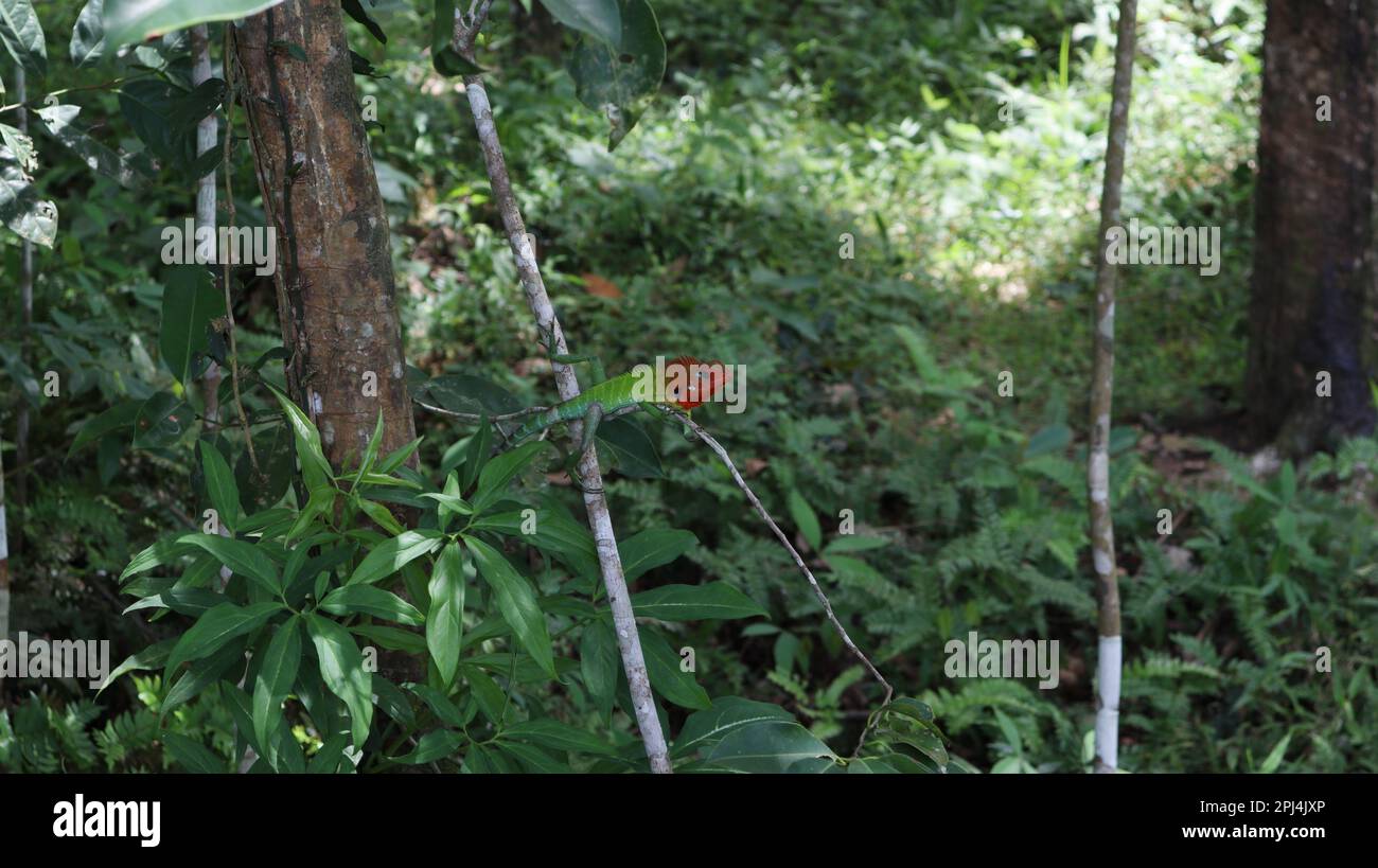 A male common green forest lizard (Calotes Calotes) with red color head ...