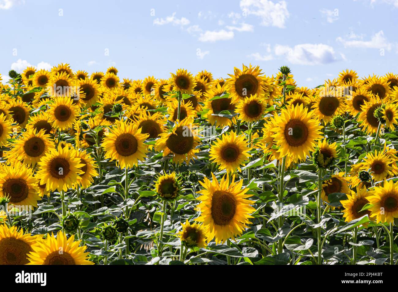 Sunflowers are Growing on the Big field. Wonderful panoramic view field ...