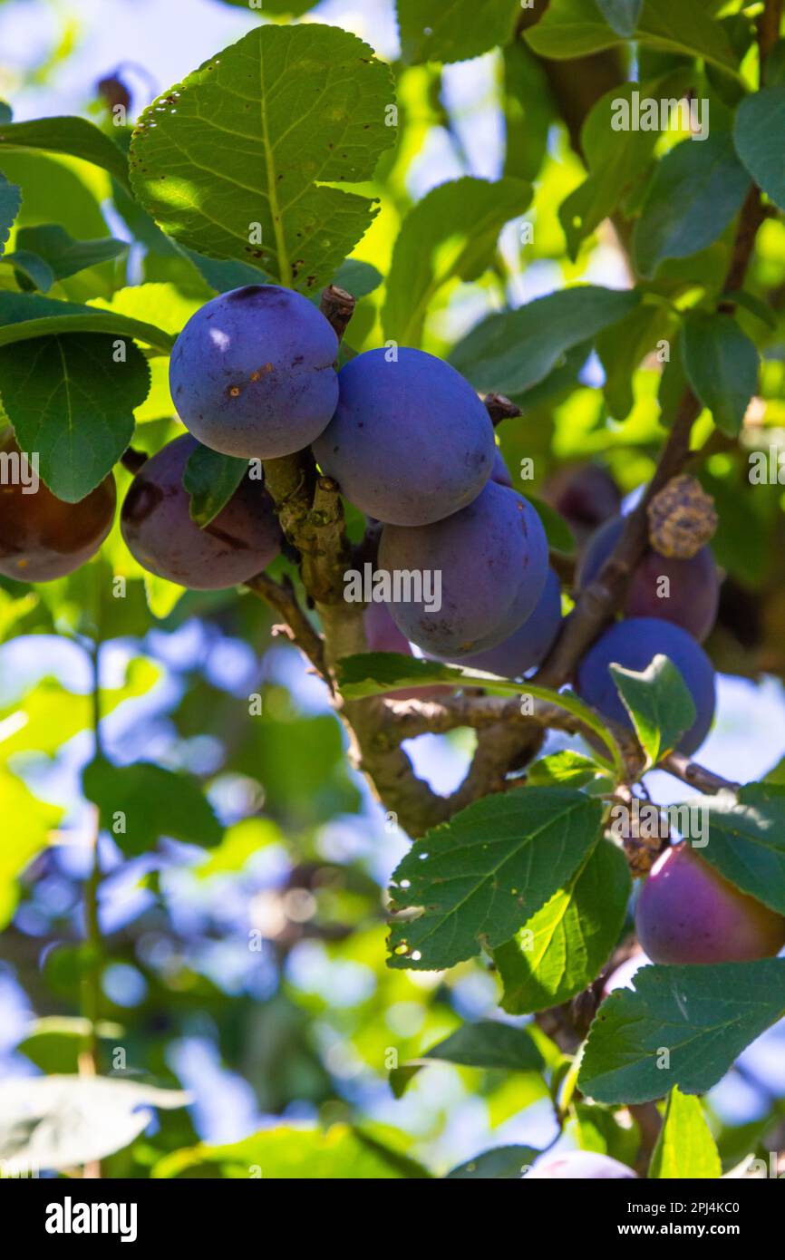 Branches on a italian plum tree heavy with ripe fruit Stock Photo - Alamy