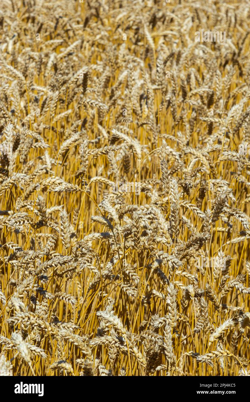 Grains on the field, redy for harvest, golden wheat in the sun. Fields ...