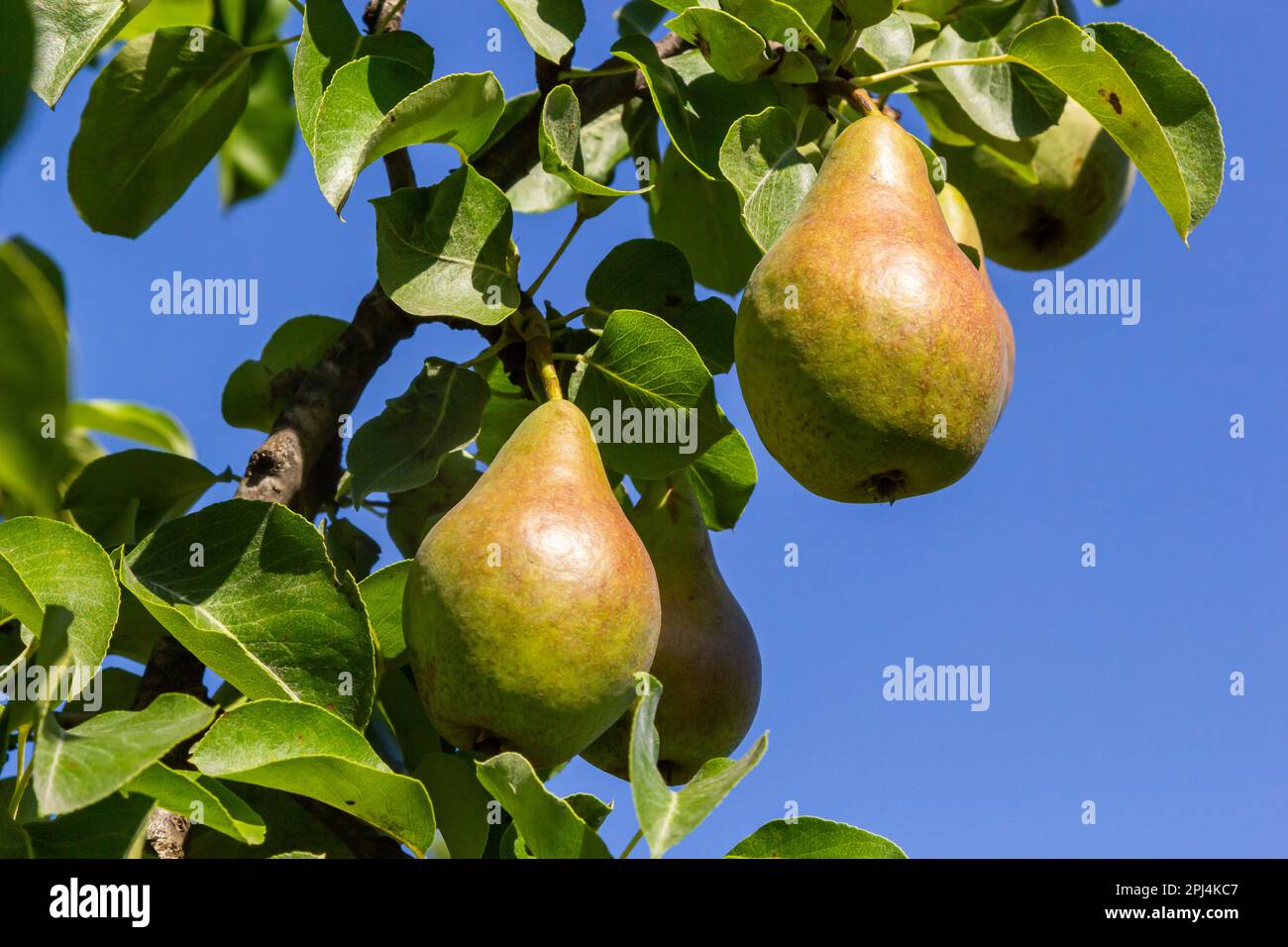 Pears natural growth environment hi-res stock photography and images ...