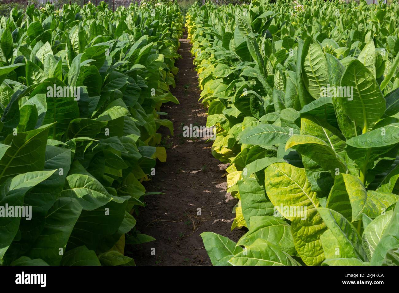 Green leaf tobacco in a blurred tobacco field background, close up ...