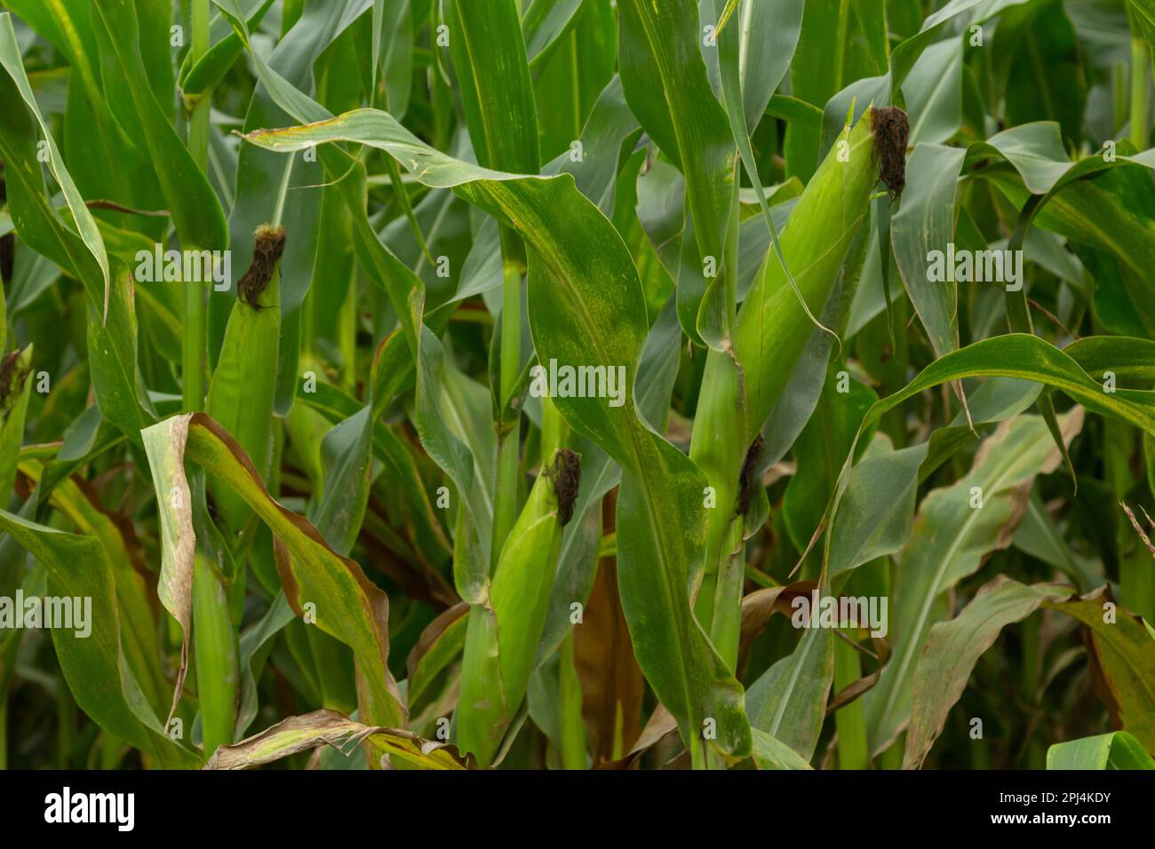 Corn Plantation Food. close up of a corn field in the countryside, many ...