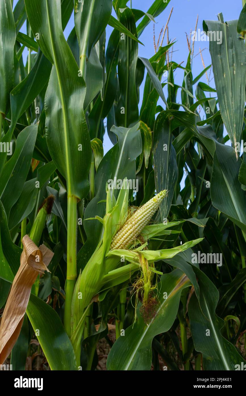 Corn cob in a corn plantation. Main focus is on the corncob. Young and ...