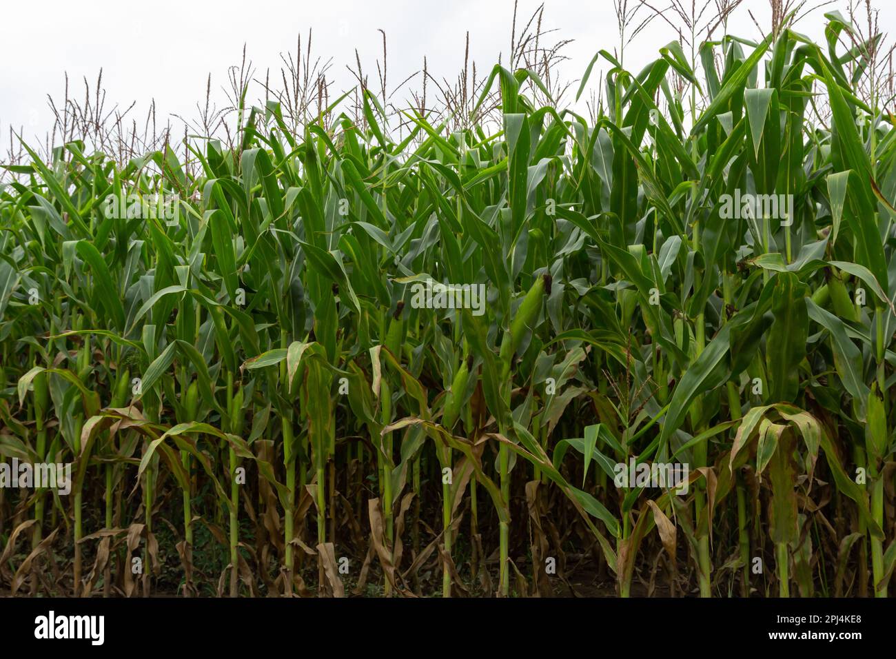 Maize plantation organic hi-res stock photography and images - Alamy