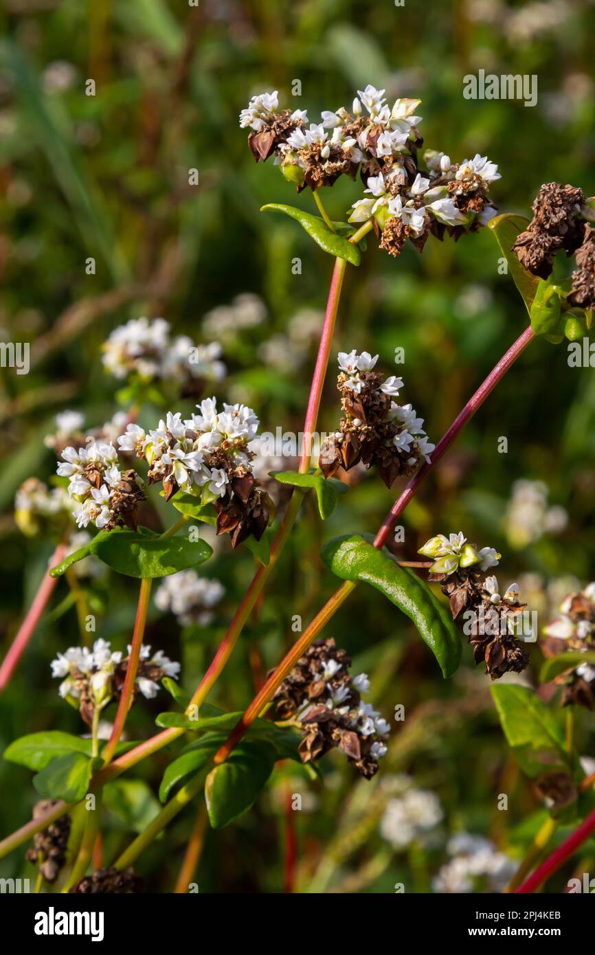 Buckwheat Fagopyrum esculentum in flower on the natural background ...