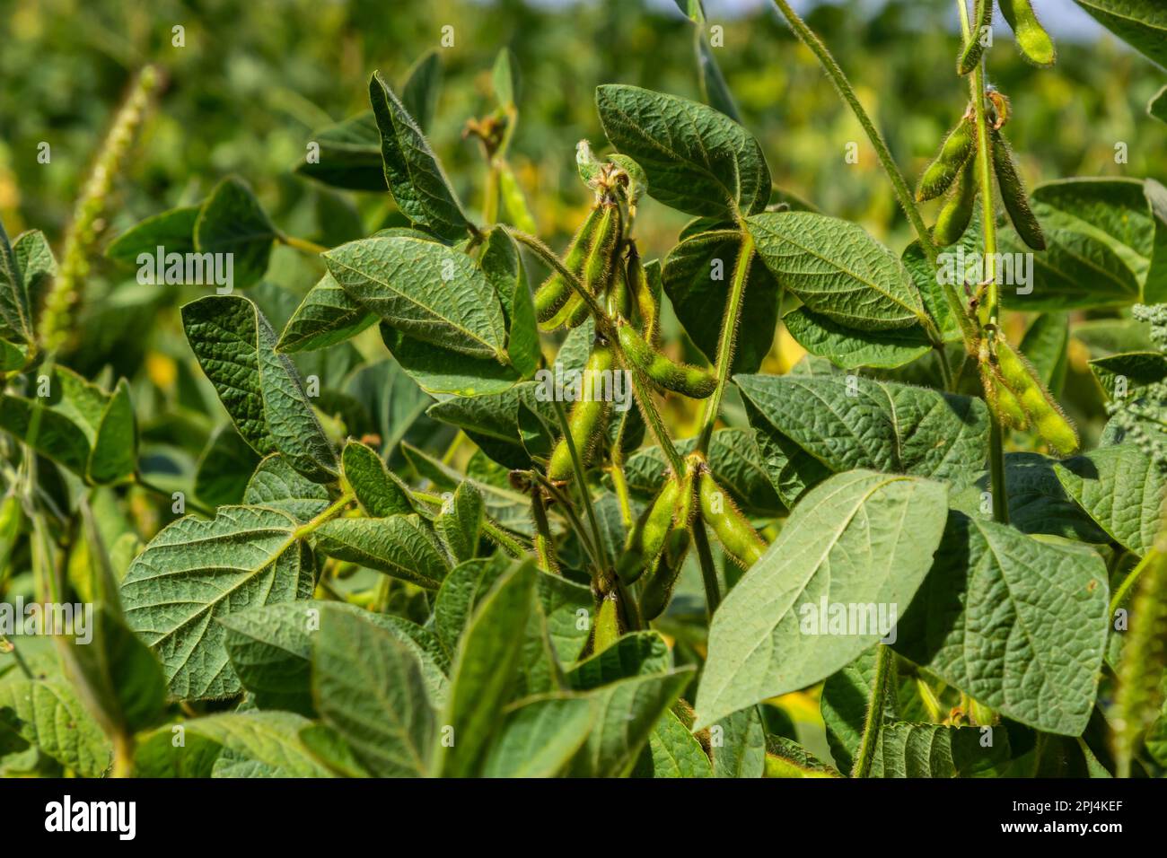 In the middle of the summer on a farm field growing soybeans Stock ...