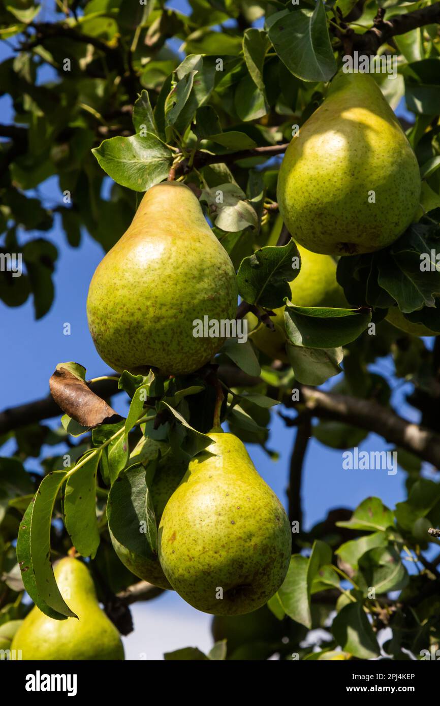 A bunch of pears in the tree. Benefits of pears. Blue sky Background ...
