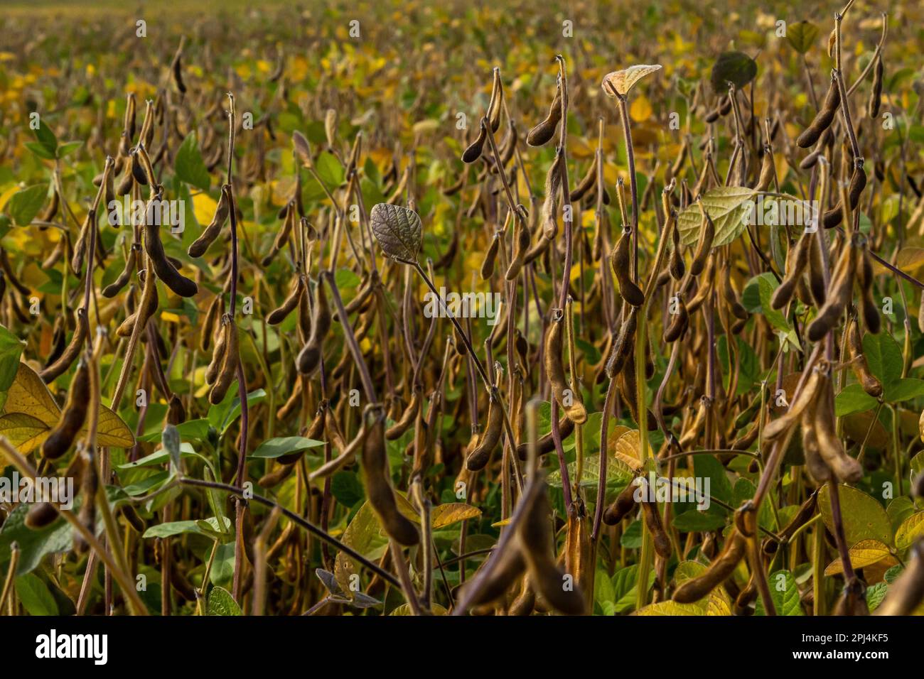Soybeans pod macro. Harvest of soy beans - agriculture legumes plant ...