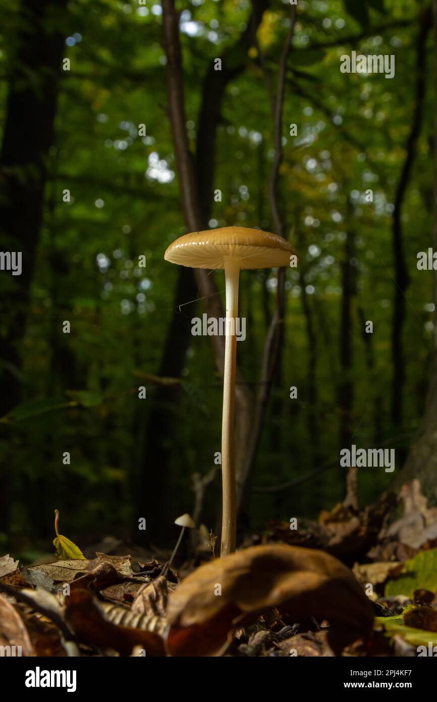 Edible mushroom Hymenopellis radicata or Xerula radicata on a mountain ...