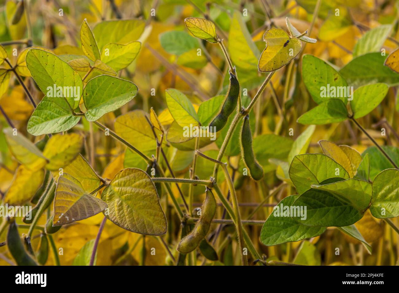 soybean shell in the soybean field. yellow and brown pods. Productivity ...