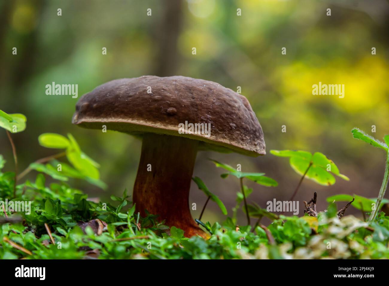 Boletus erythopus or Neoboletus luridiformis mushroom in the forest ...