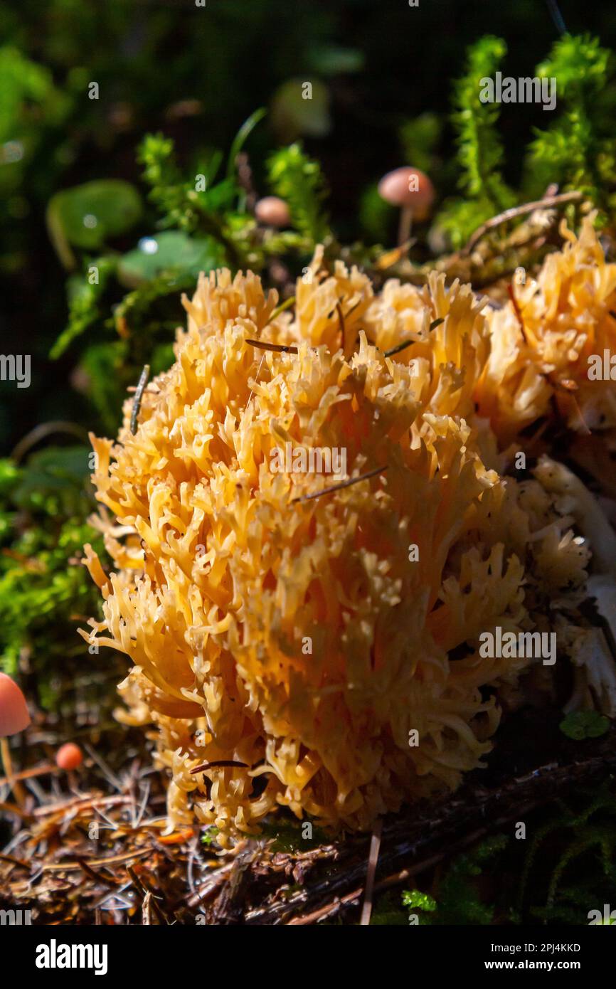 Closeup of Ramaria Flava, yellow coral mushrooms growing in the forest ...