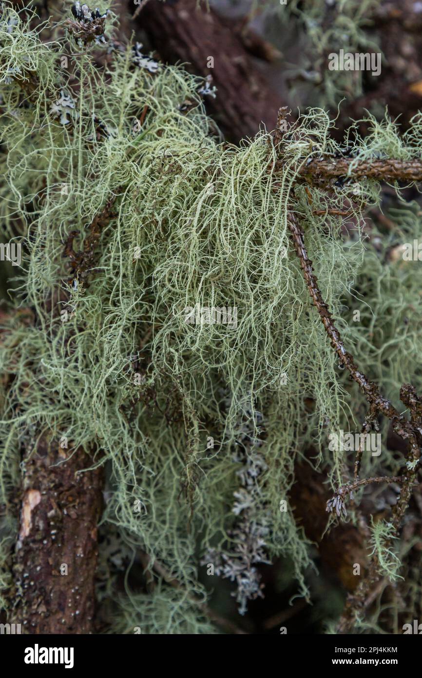 Usnea barbata ,old man's beard, or beard lichen growing naturally on ...