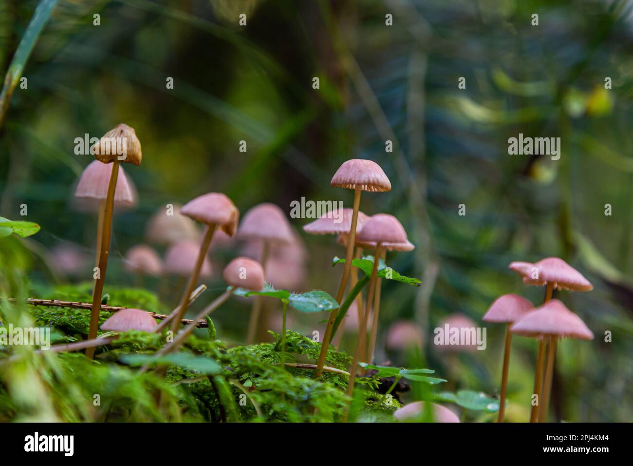 Inedible mushroom Mycena rosella in the spruce forest. Known as pink ...