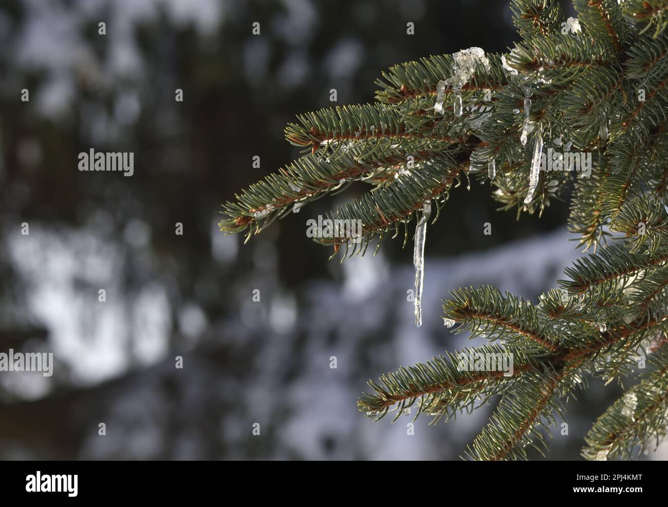 spruce twigs covered with snow and icicles hanging from them Stock ...