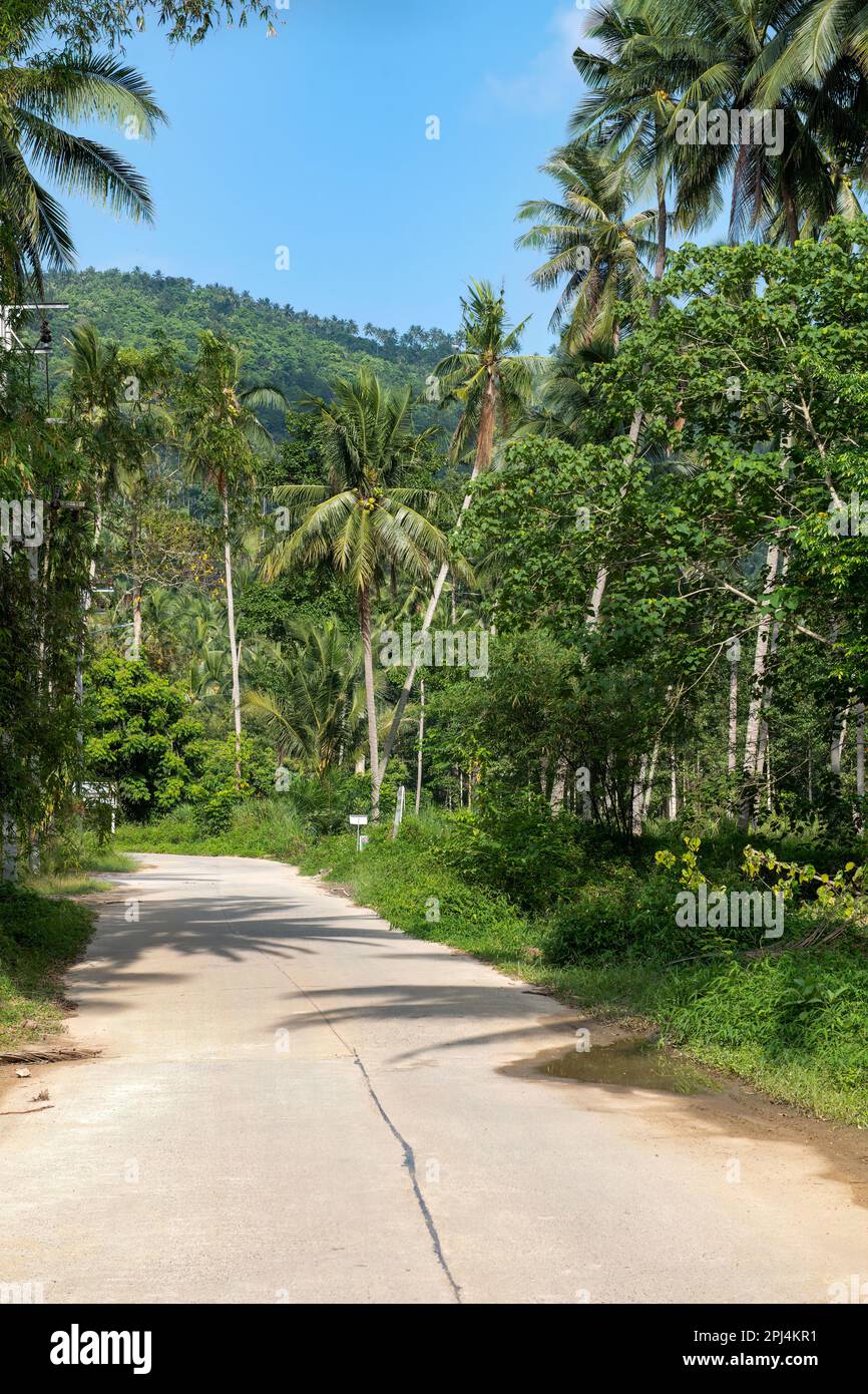 Road through jungle Stock Photo - Alamy