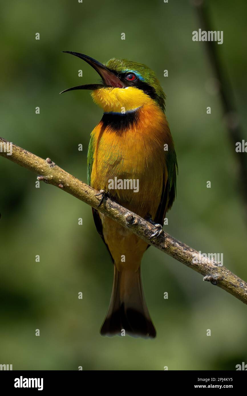 Little bee-eater on diagonal branch opens beak Stock Photo - Alamy