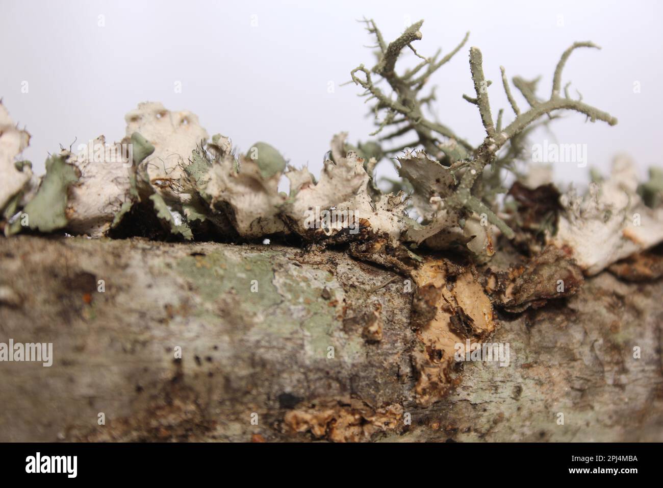Lichen Tree Fungus Growing on Tree Branch in East Texas. Close up Stock ...