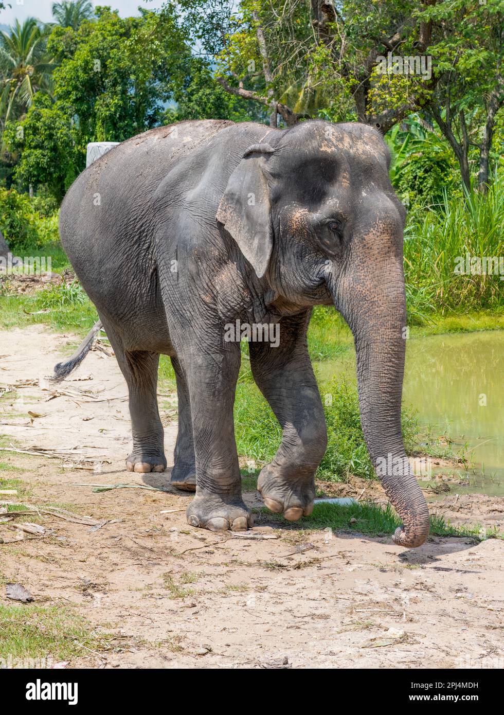Thai elephant walking on path Stock Photo - Alamy