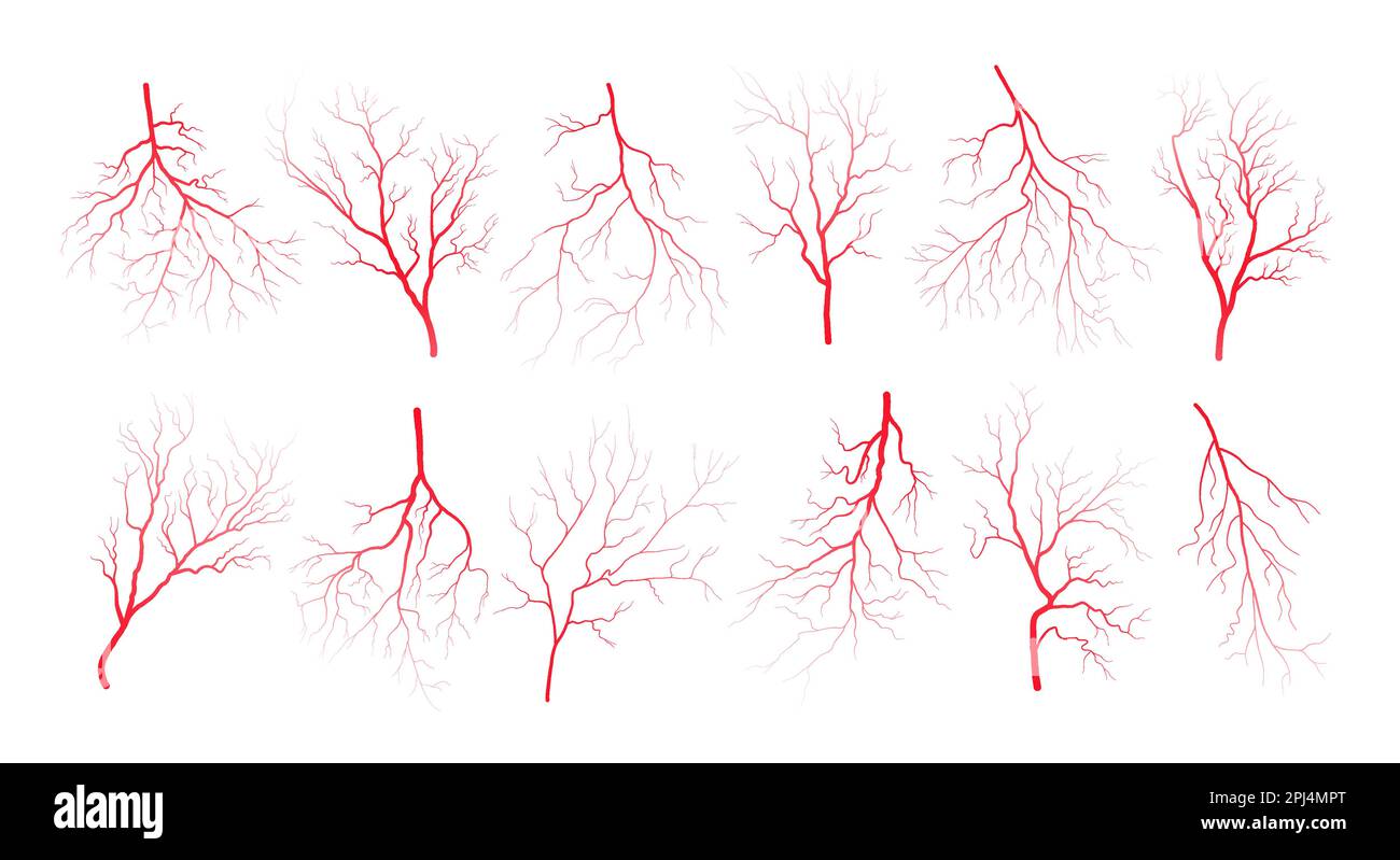Human eye blood veins vessels silhouettes vector illustration set ...