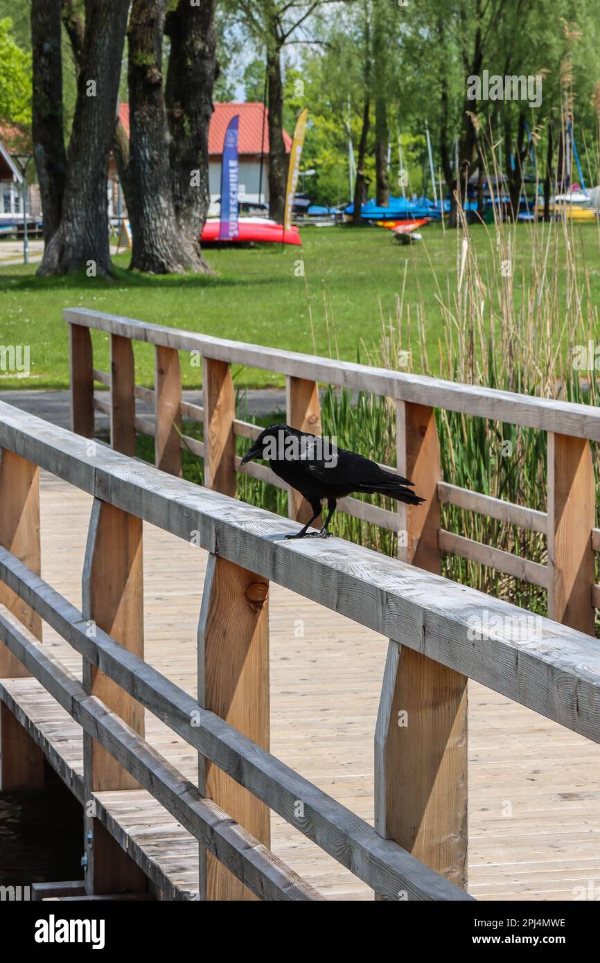 Crow on bridge hi-res stock photography and images - Alamy