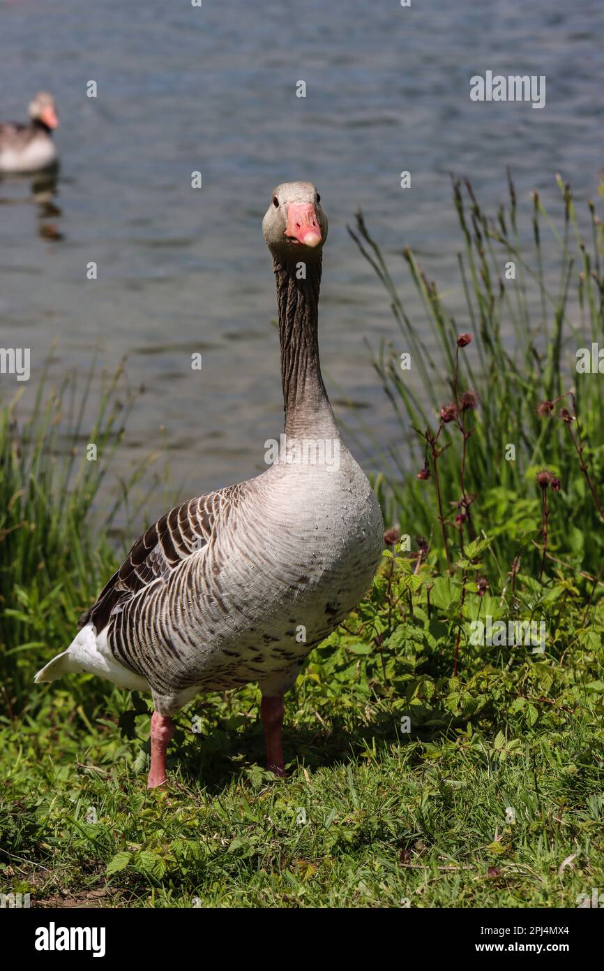 goose on lakeside Stock Photo - Alamy