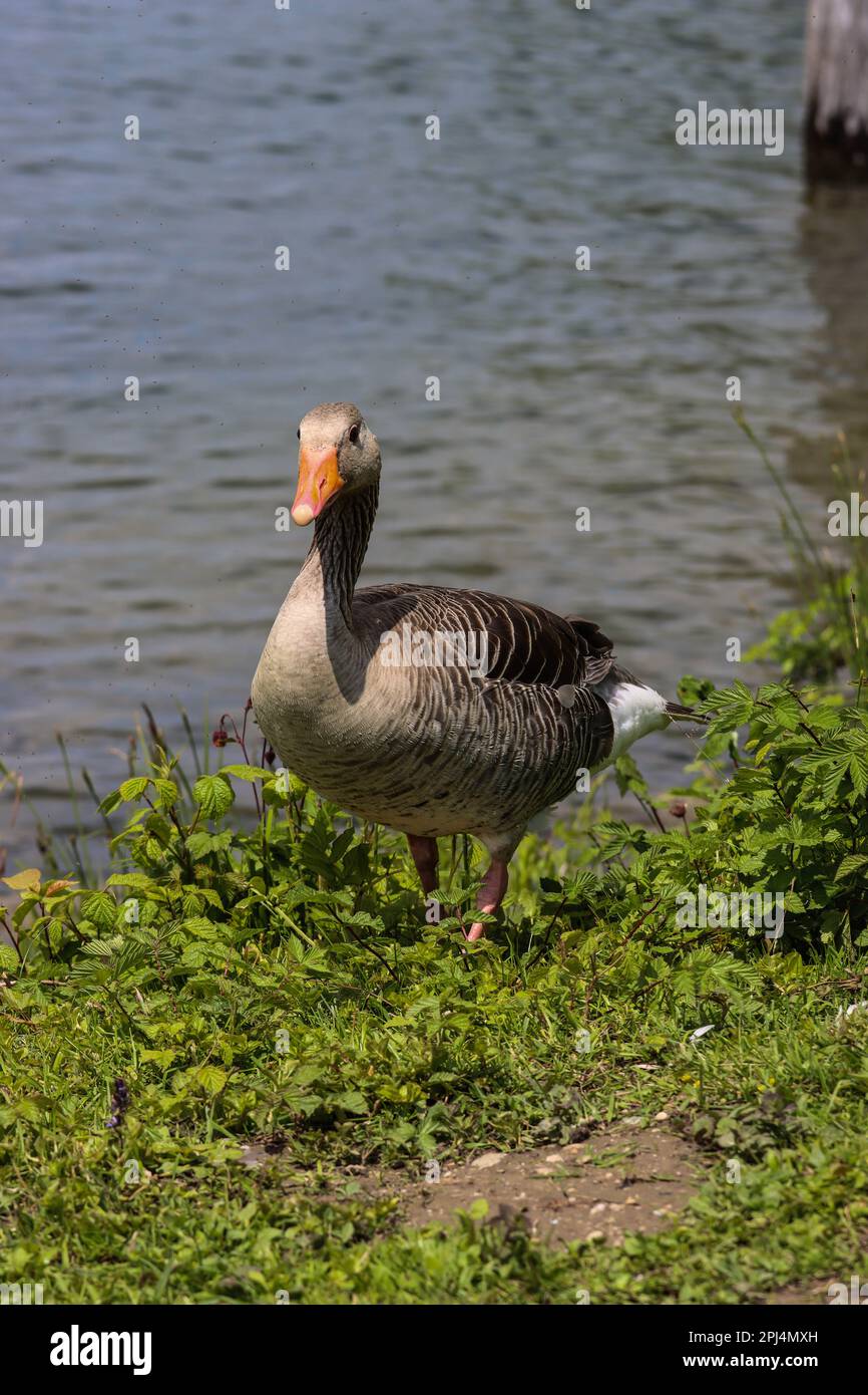 goose on lakeside Stock Photo - Alamy